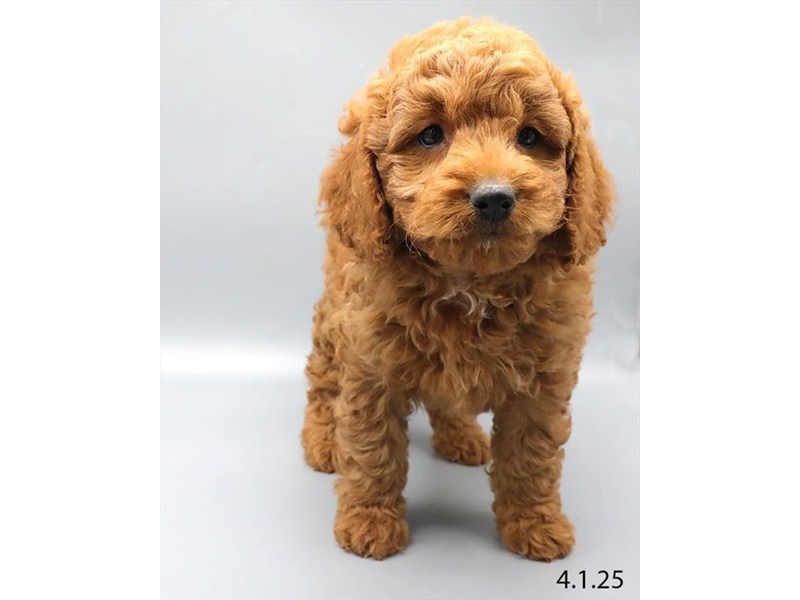 Mini Goldendoodle - 21231 - Petland Columbus, Ohio